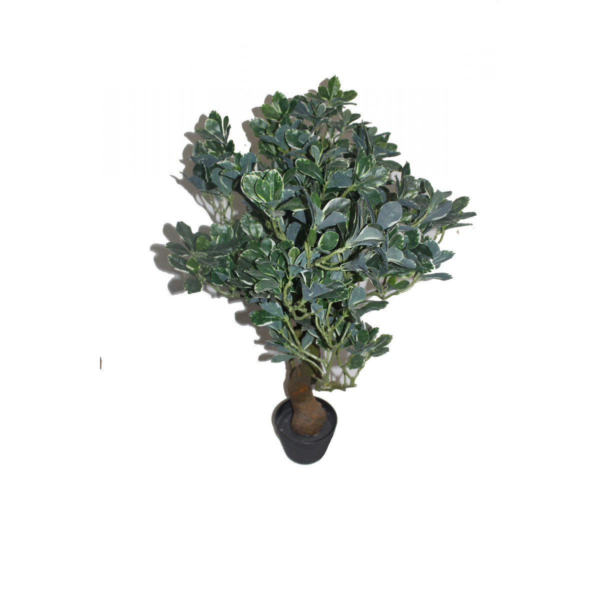 36 Inch Fortune Tree