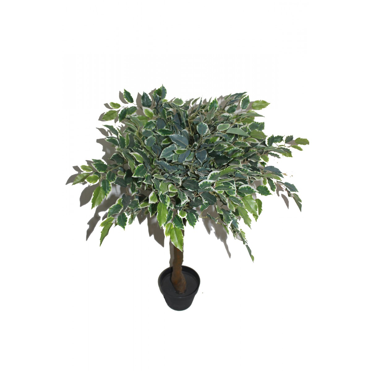 36 Inch White Banyan Tree